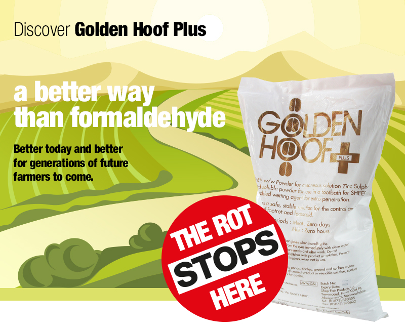 The Rot STOPS here - Golden Hoof Plus | Greencoat Farm | Cattle, Sheep ...