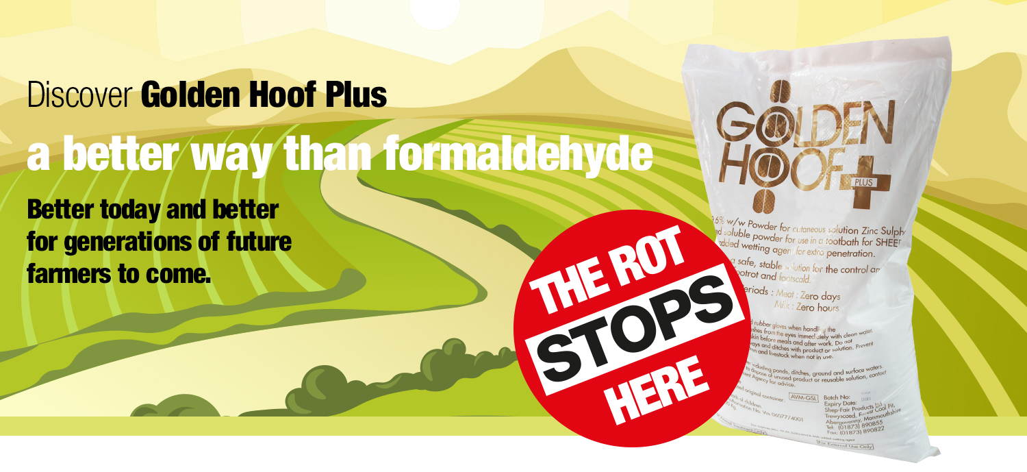 The Rot STOPS here - Golden Hoof Plus | Greencoat Farm | Cattle, Sheep ...